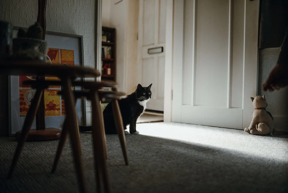 Decoding Cat Body Language: Tail, Ears, Pupils Explained